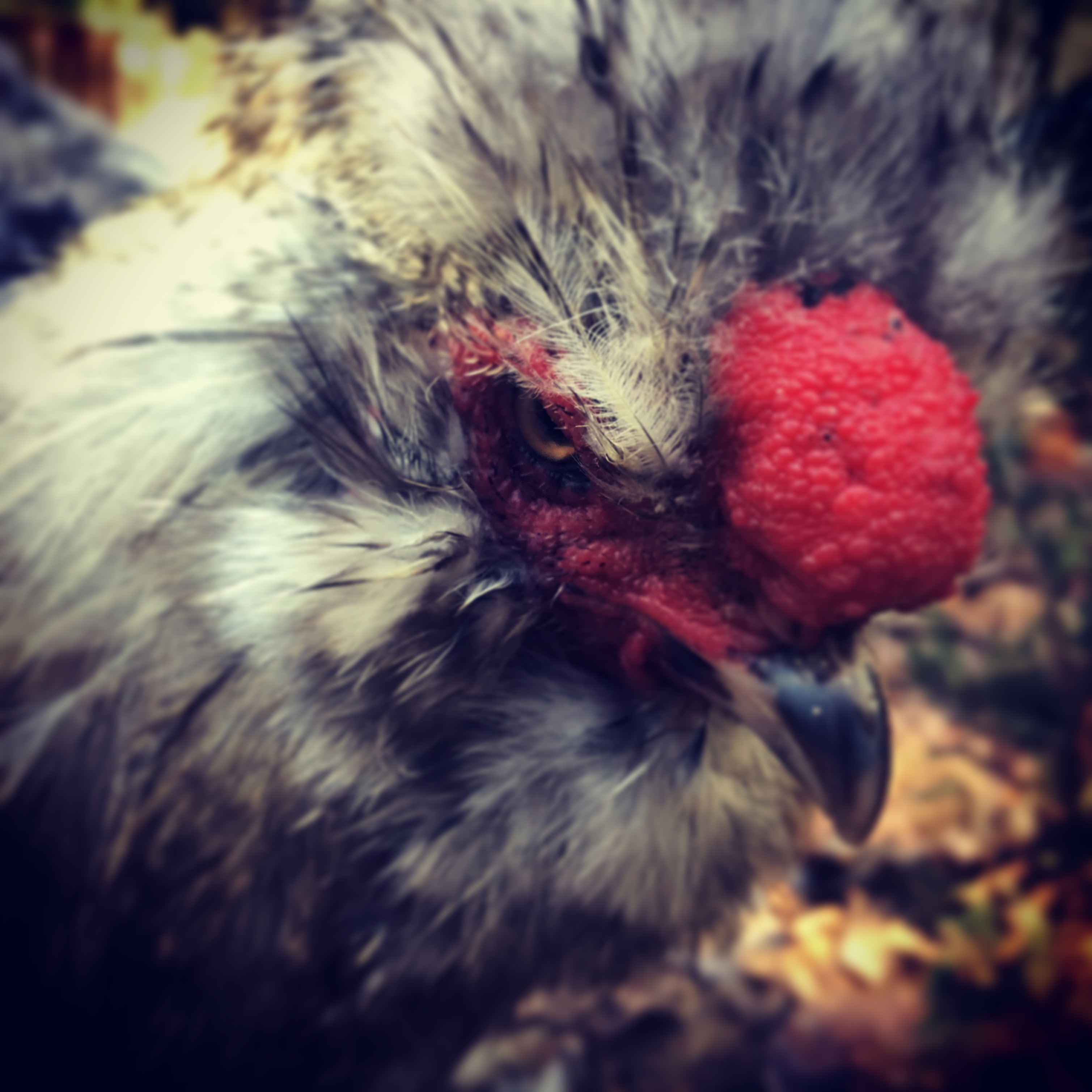 IMG_1817 – Microsanctuary Resource Center