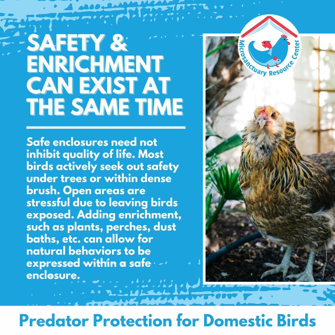 Predator Protection for Domestic Birds – Microsanctuary Resource Center