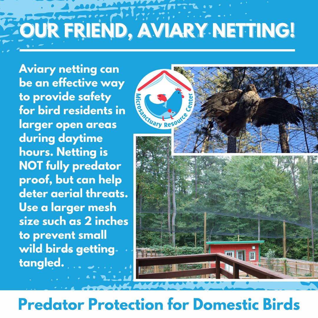 Predator Protection for Domestic Birds – Microsanctuary Resource Center