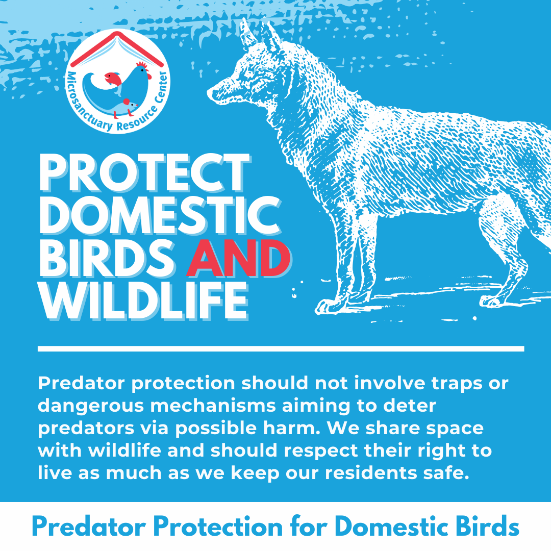 Predator Protection for Domestic Birds – Microsanctuary Resource Center