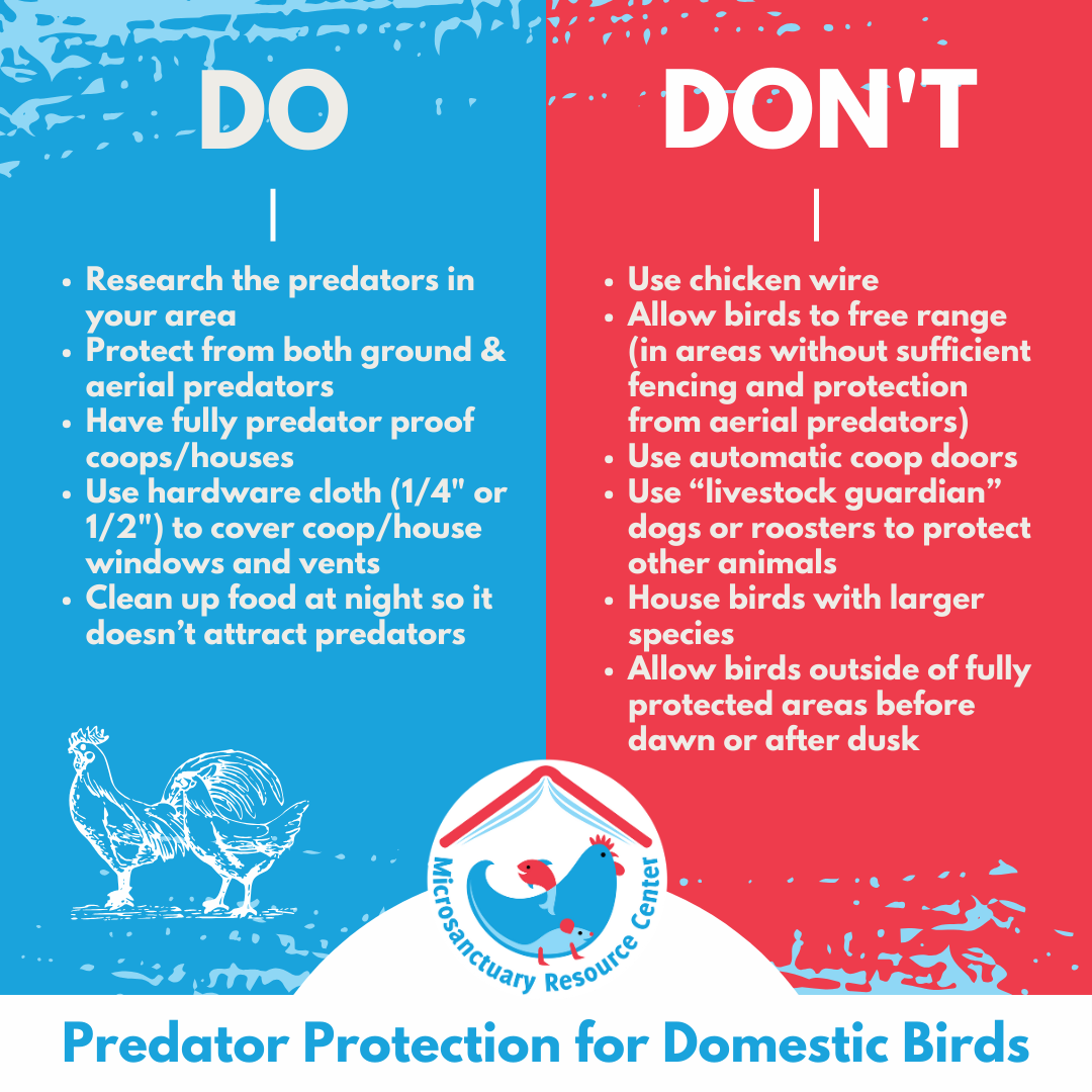 Predator Protection for Domestic Birds – Microsanctuary Resource Center