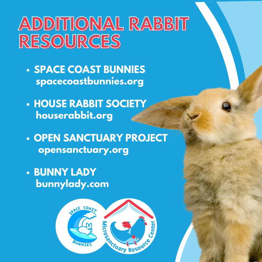 Rabbits as Residents – Microsanctuary Resource Center